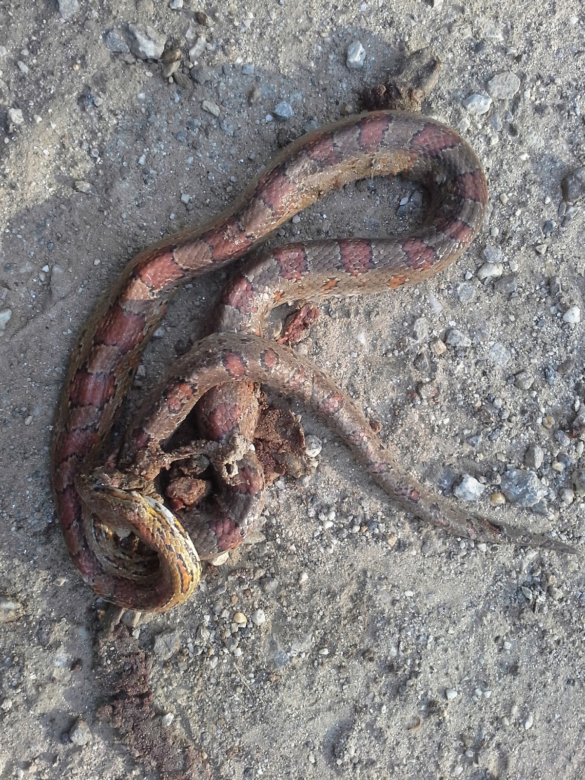 The Daily Dose of Deana: The Snake that Somebody Ran Over